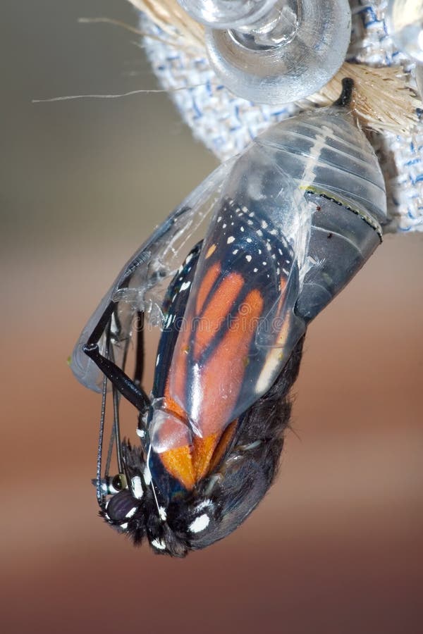 91+ Chrysalis Free Stock Photos - StockFreeImages