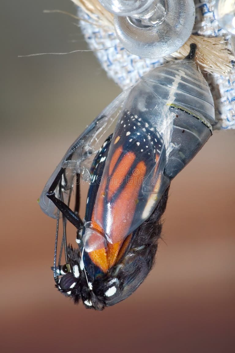 10,576 Chrysalis Stock Photos - Free & Royalty-Free Stock Photos from ...