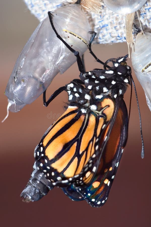 90+ Chrysalis Free Stock Photos - StockFreeImages