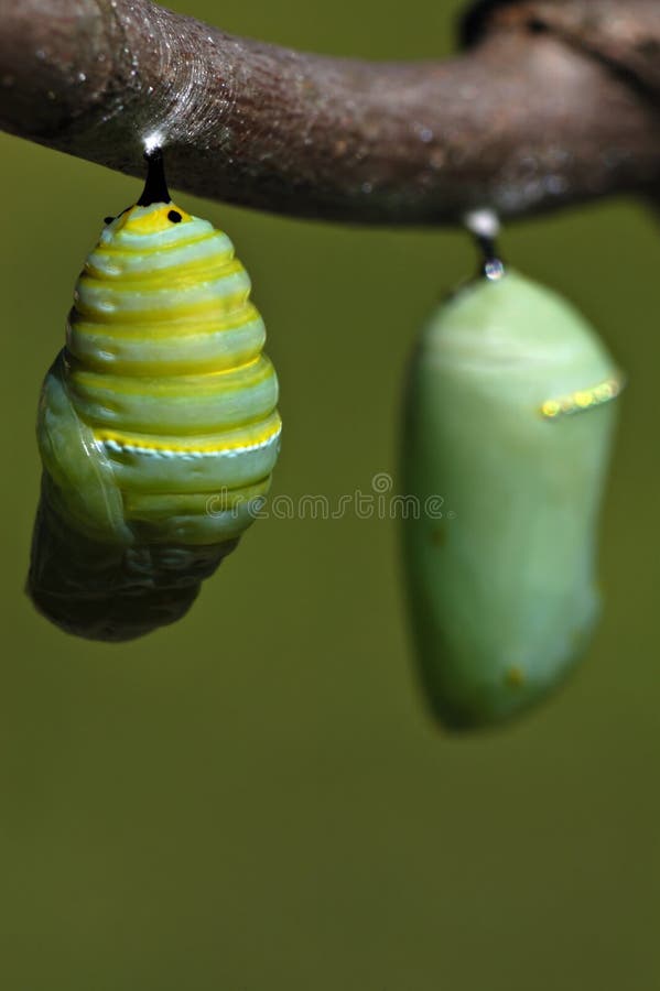Monarch Chrysalis II stock photo. Image of metamorphis - 3498492