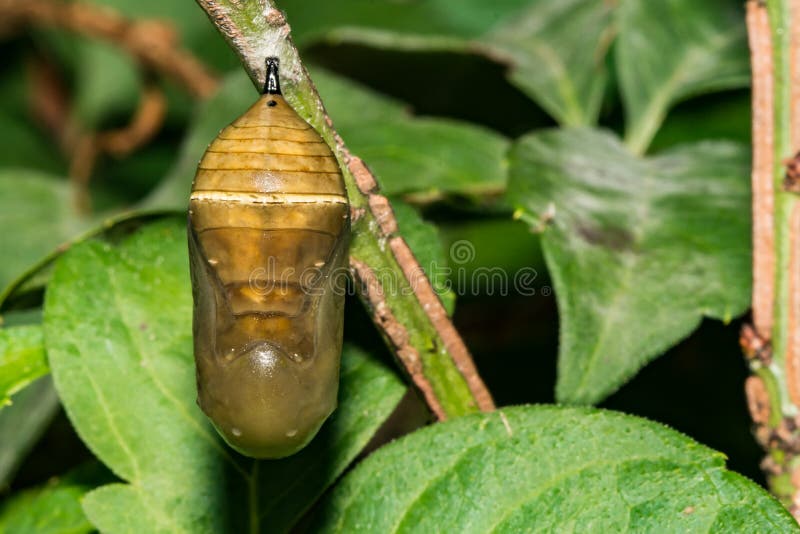 Monarch Chrysalis in Clear and Early Stages Stock Image - Image of ...