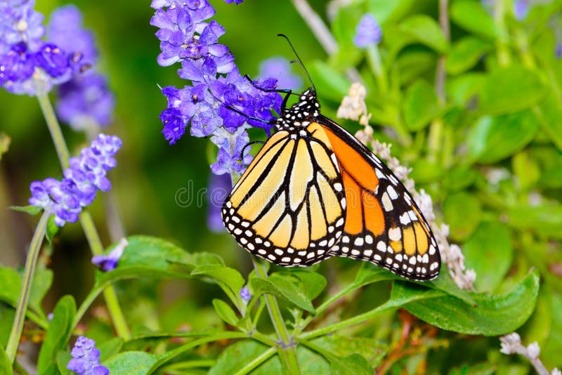 Small Monarch Butterfly Caterpillar Crawling On Milkweed Plant, Eating ...