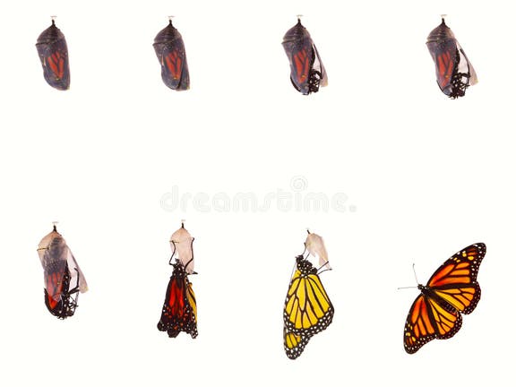 Monarch Emerging stock image. Image of flight, breed, migratory - 1008625
