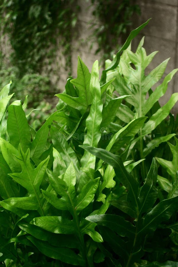Monarch Fern or Wart Fern Blooming Close Up Stock Image - Image of ...