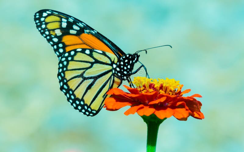 Monarch on Flower in the Garden Stock Photo - Image of wildlife, north ...