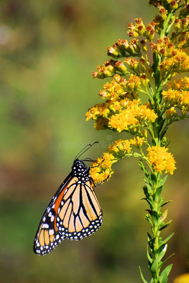 Monarch on Golden Rod Flower Stock Image - Image of field, flit: 11755009
