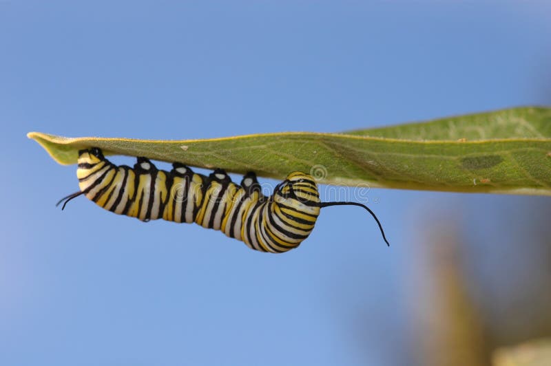 33,028 Larven Stock Fotos - Freie & Royalty-Free Stock Fotos von Dreamstime