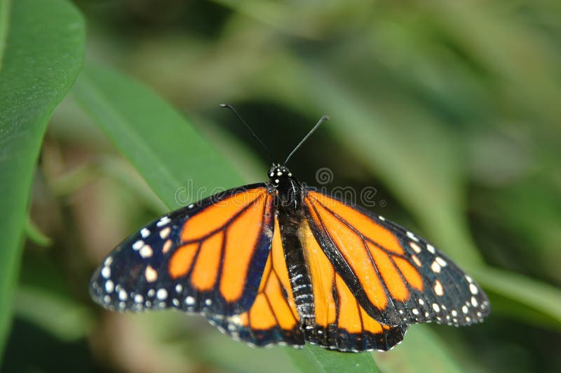 Monarch on leaf stock image. Image of monarch, flower, butterflies - 696031