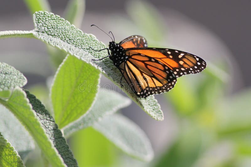 Monarch on a Leaf stock photo. Image of orange, perched - 35646022