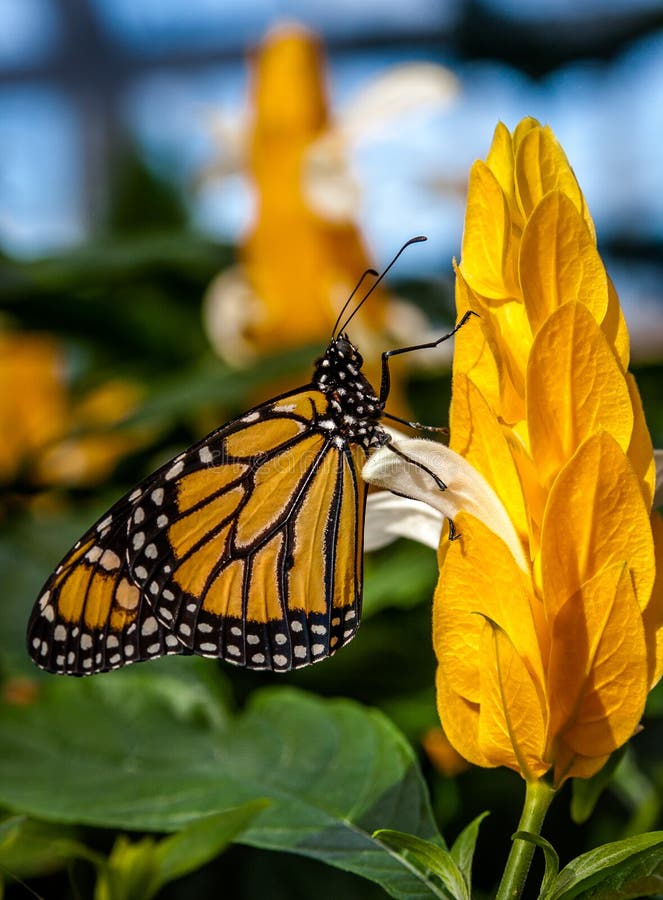 Monarch Lighted stock image. Image of insect, monarch - 55524861