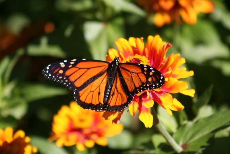 Monarch Magic stock image. Image of monarch, summer, insect - 4118489