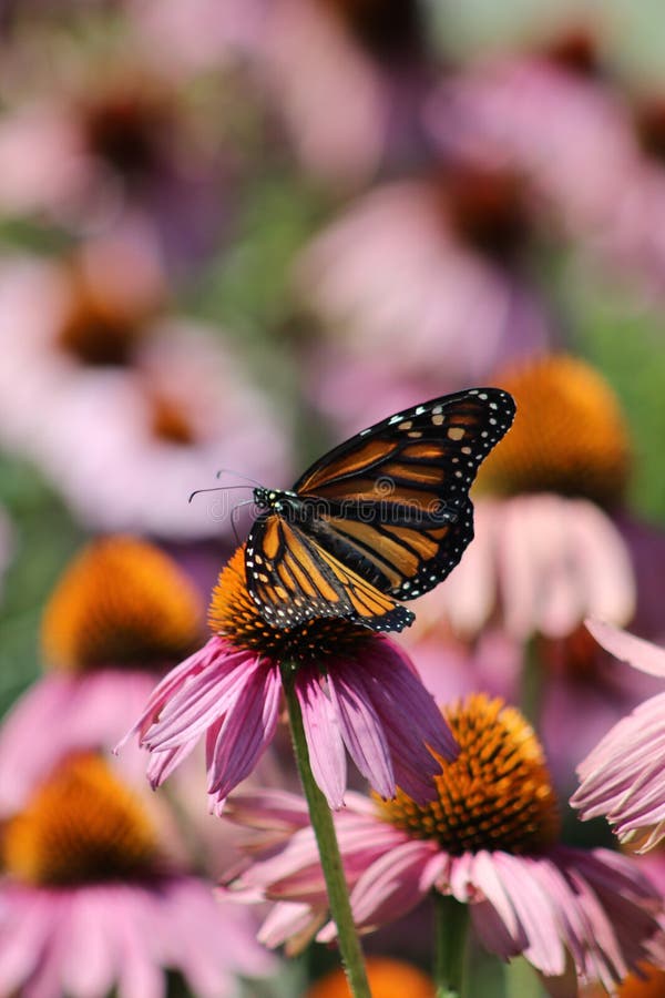 Monarch stock image. Image of closeup, effect, black - 123541257