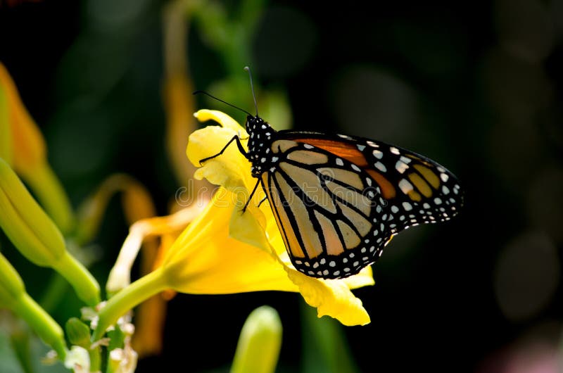 Monarch and nectar stock photo. Image of spots, delicate - 25397584