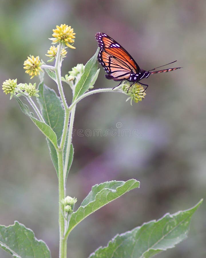 Monarch Ready for Take-off stock image. Image of butterflies - 241945