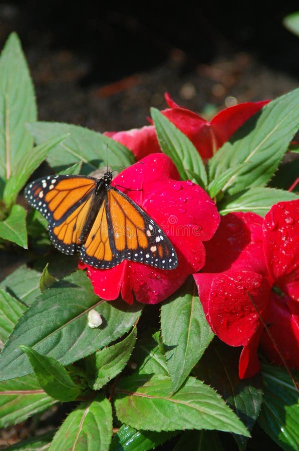 Searching for Fall Color stock image. Image of conserve - 25540371
