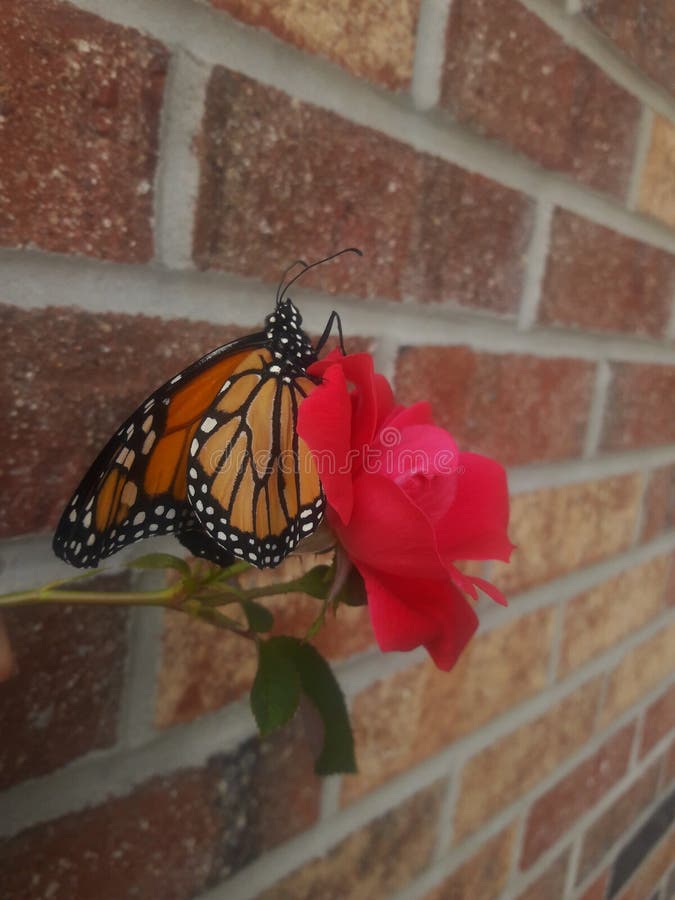 Monarch Red Rose Brick Beautiful Stock Photo - Image of brick ...