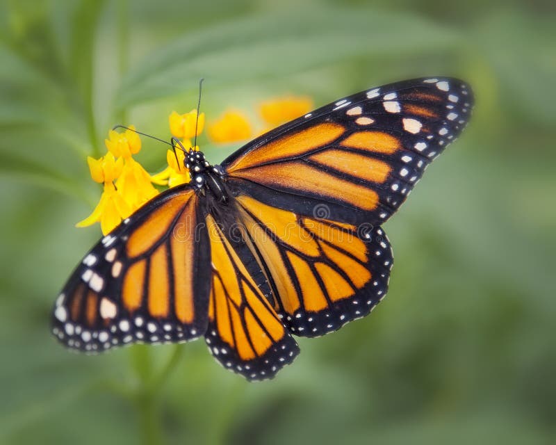 Monarch stock image. Image of petals, summer, solitary - 53842119