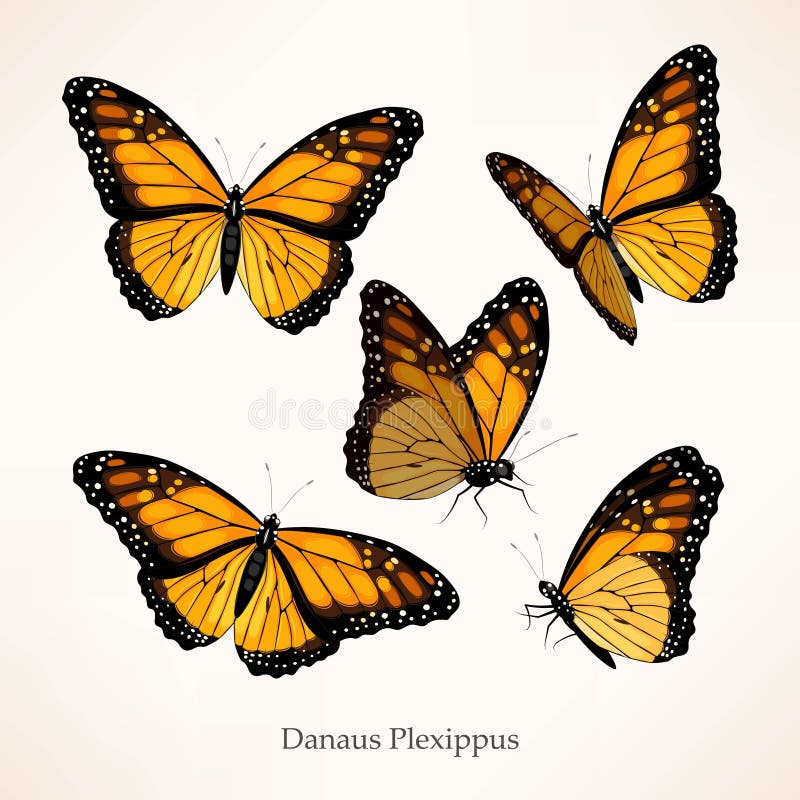 Monarch Vector Art in Several Different Views Stock Vector ...