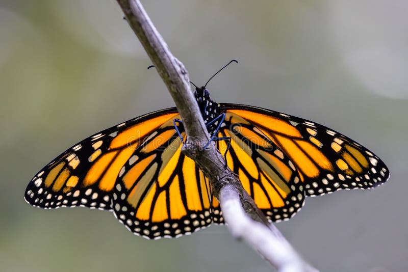 Monarch or Wanderer Butterfly Stock Photo - Image of insect, branch ...