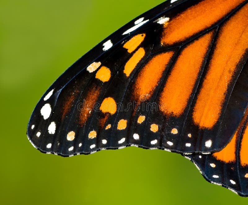 Monarch Wing stock photo. Image of monarch, delicate, nature - 1221518