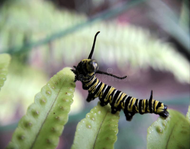 Monarch Worm stock photo. Image of spain, burn, worm - 155442046