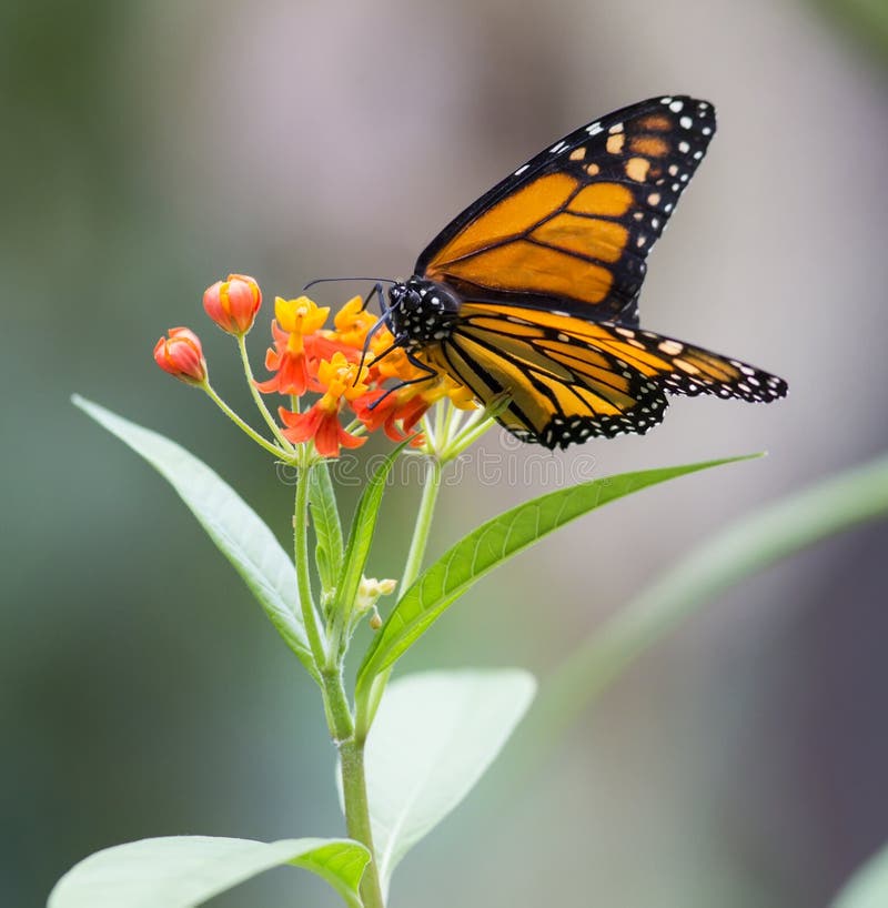 Motyli Gąsienicowy Danaus Monarcha Plexippus Zdjęcie Stock - Obraz ...