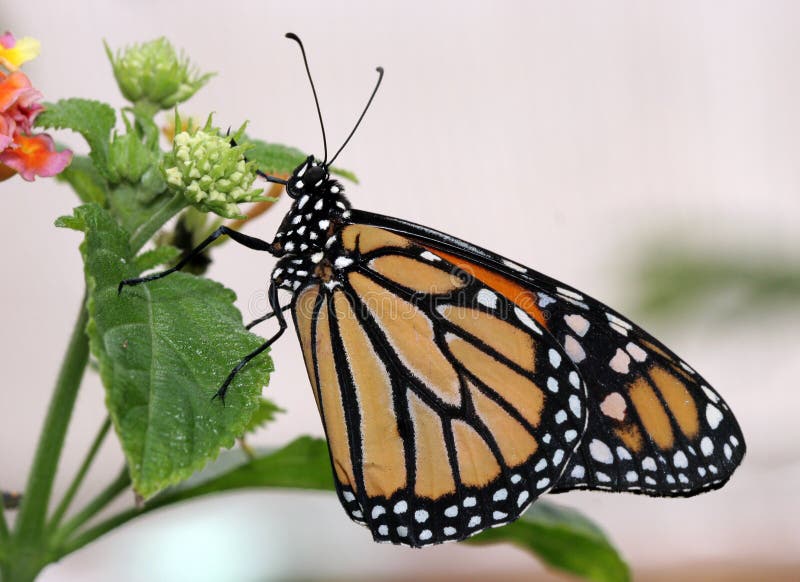 Monarcha motyla obraz stock. Obraz złożonej z anten, kolorowy - 526355