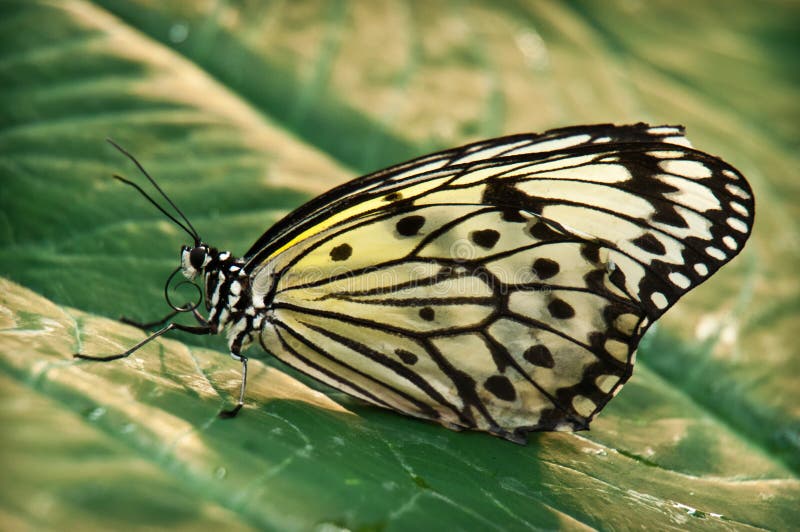 Monarchfalter stockbild. Bild von programmfehler, wildnis - 29451081
