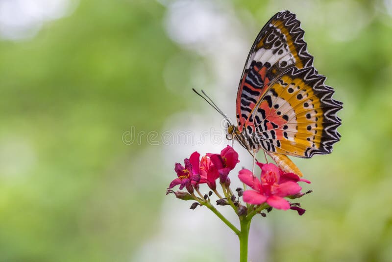 Monarchfalter stockbild. Bild von blume, leben, garten - 36982565
