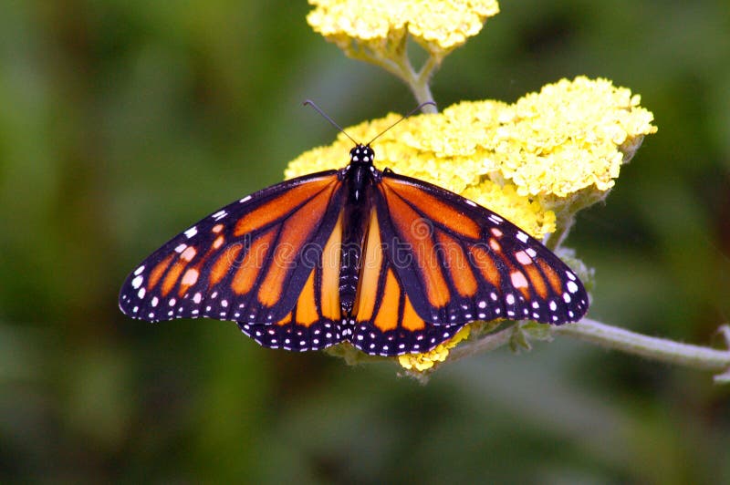Monarchfalter stockbild. Bild von blume, streifen, basisrecheneinheit ...
