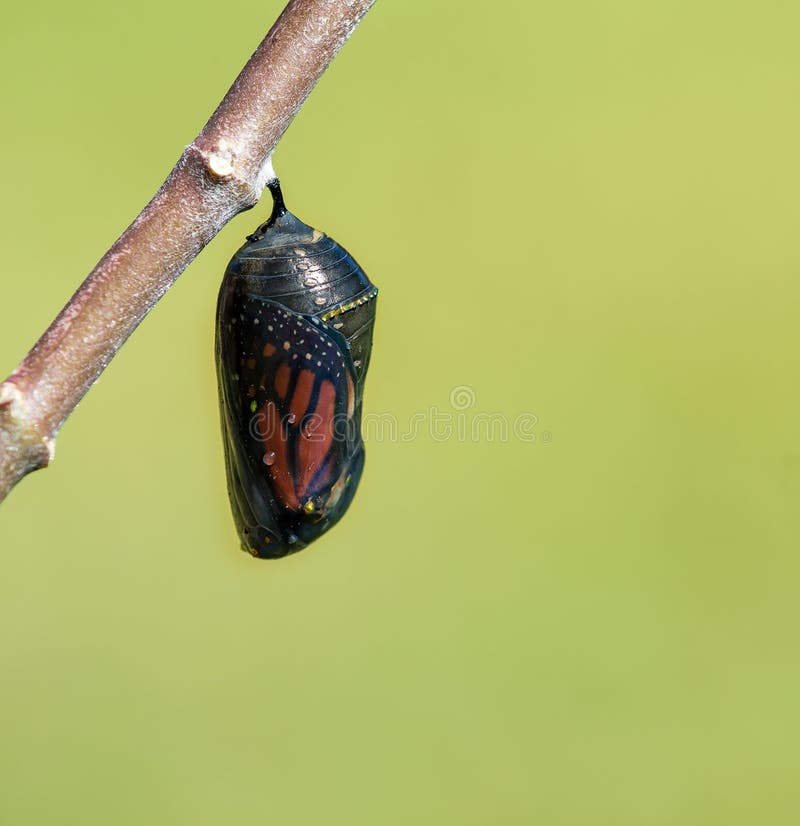 Monarchicznego Motyla Chryzalida Zdjęcie Stock - Obraz złożonej z ...