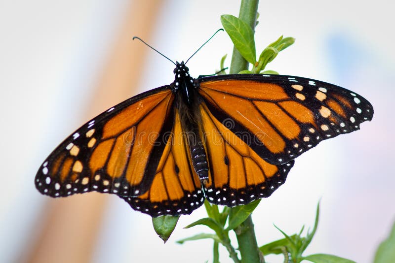 Motyli monarcha zdjęcie stock. Obraz złożonej z natura - 13495826