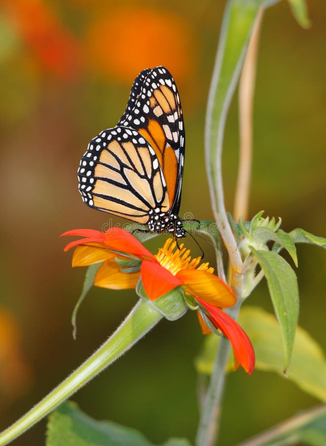 Motyli monarcha obraz stock. Obraz złożonej z poddaństwo - 13495237