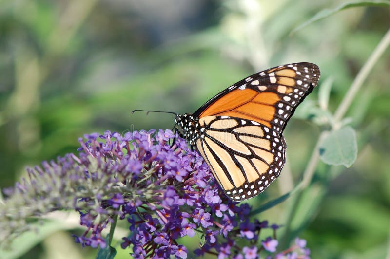 Monarcha Na Krzewie Motylkowym Zdjęcie Stock - Obraz złożonej z kwiaty ...
