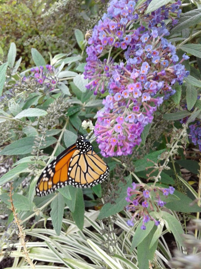 Monarchs stock image. Image of flora, monarchs, insect - 101880623