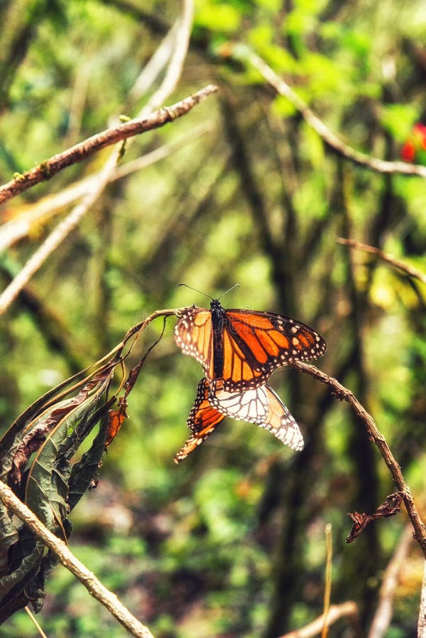 Monarchs Mating stock photo. Image of horizontal, monarch - 111442440