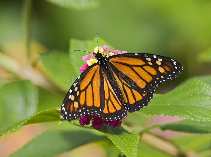 Monarchvlinder stock photo. Image of plexippus, danaus - 129042262