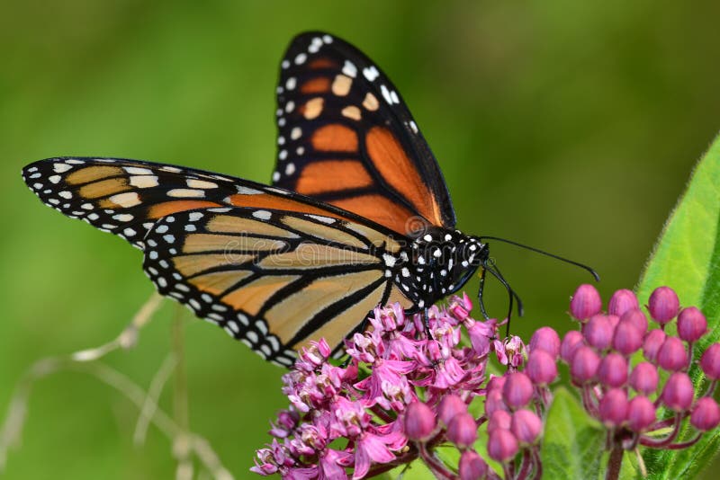 Monarchvlinder Op Roze Kolanchoe Stock Foto - Image of rood, monarch ...