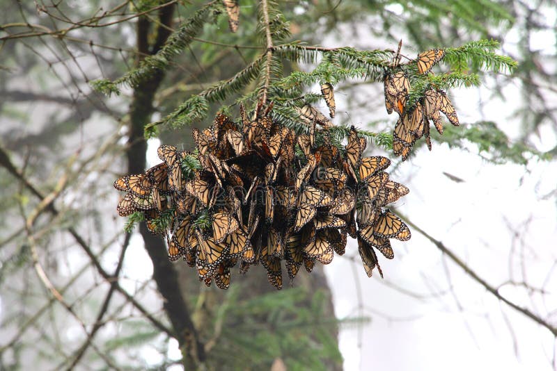 Monarchvlinders stock foto. Image of vlinder, bomen, samenvatting ...