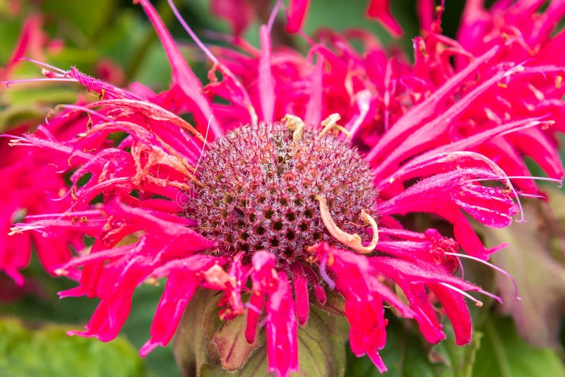 Monarda balmy rose stock photo. Image of macro, closeup - 140598810