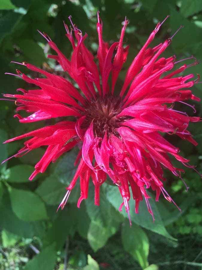 Monarda stock photo. Image of brilliant, monarda, single - 95932376