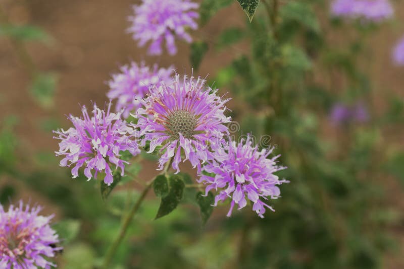 Monarda stock image. Image of fragrant, beautiful, beekeeper - 188816801