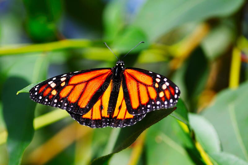 Monarque image stock. Image du insectes, fleurs, amérique - 5068295