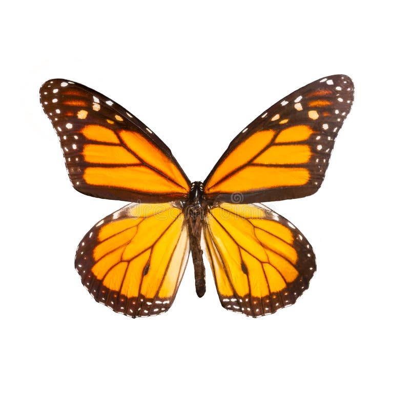 Monarque De Papillon Sur Le Fond Blanc Photo stock - Image du ...