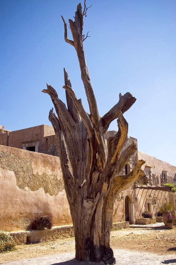 Monastery Gnarly Tree Picture. Image: 3157239