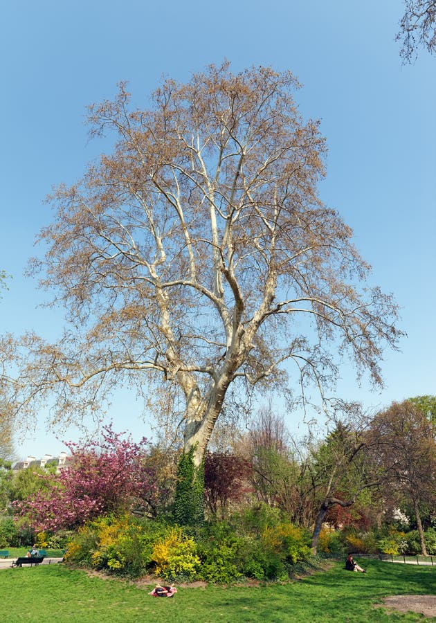 Monceau park editorial image. Image of europe, springtime - 144424410