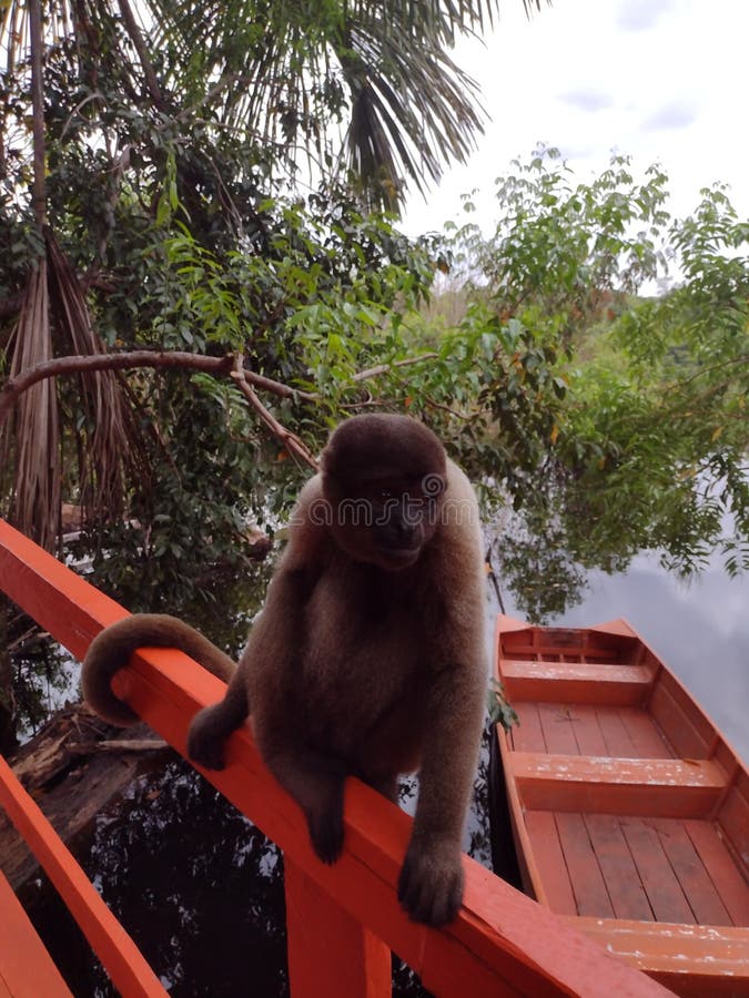 Monckeys in the Amazon Jungle Stock Photo - Image of jungle ...