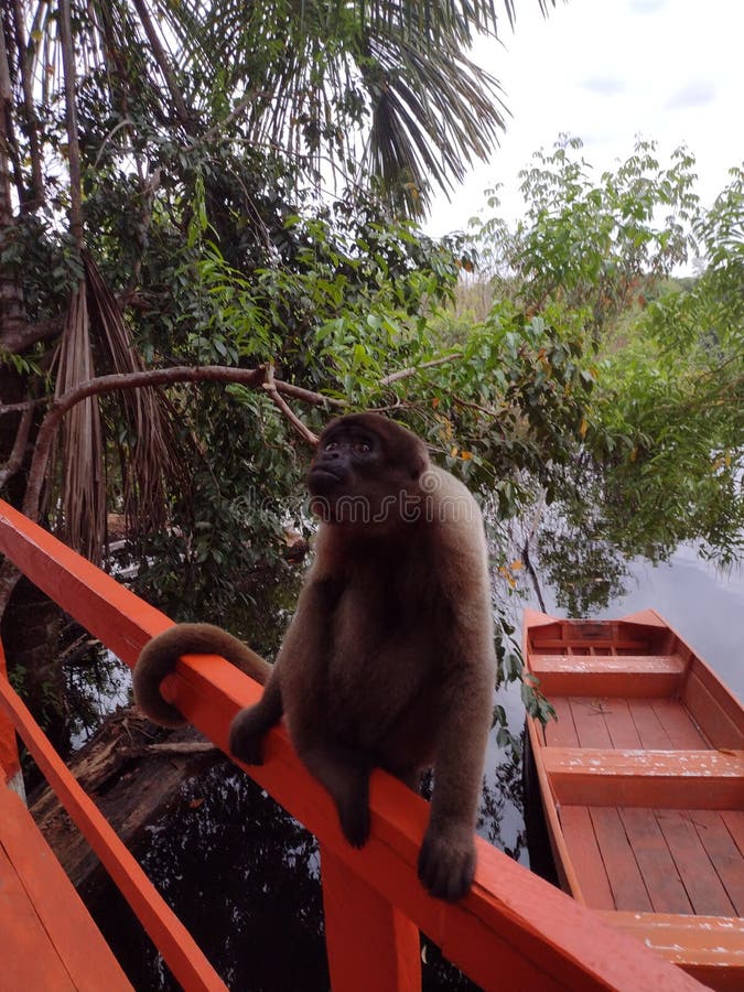 Monckeys in the Amazon Jungle Stock Photo - Image of rest, landscape ...