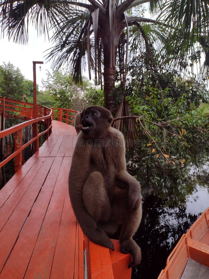 Monckeys in the Amazon Jungle Stock Image - Image of nature, monckeys ...