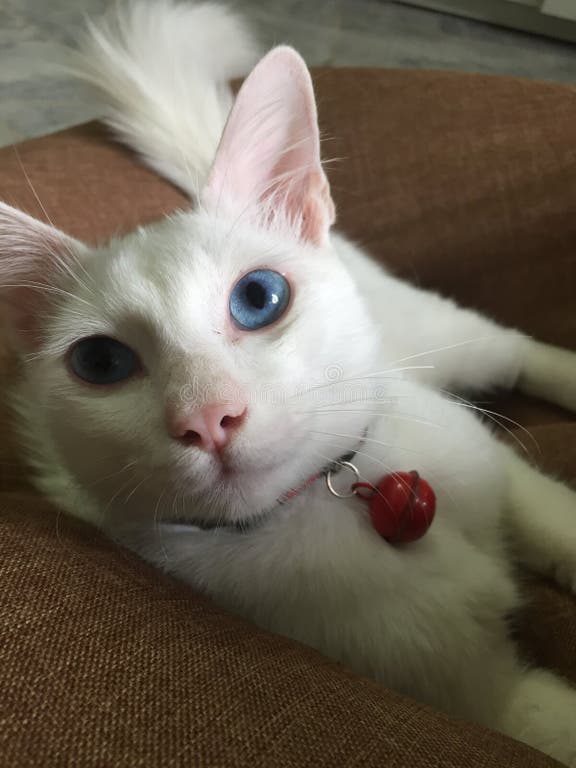 Monday blues stock photo. Image of pawsitive, energy - 202122012